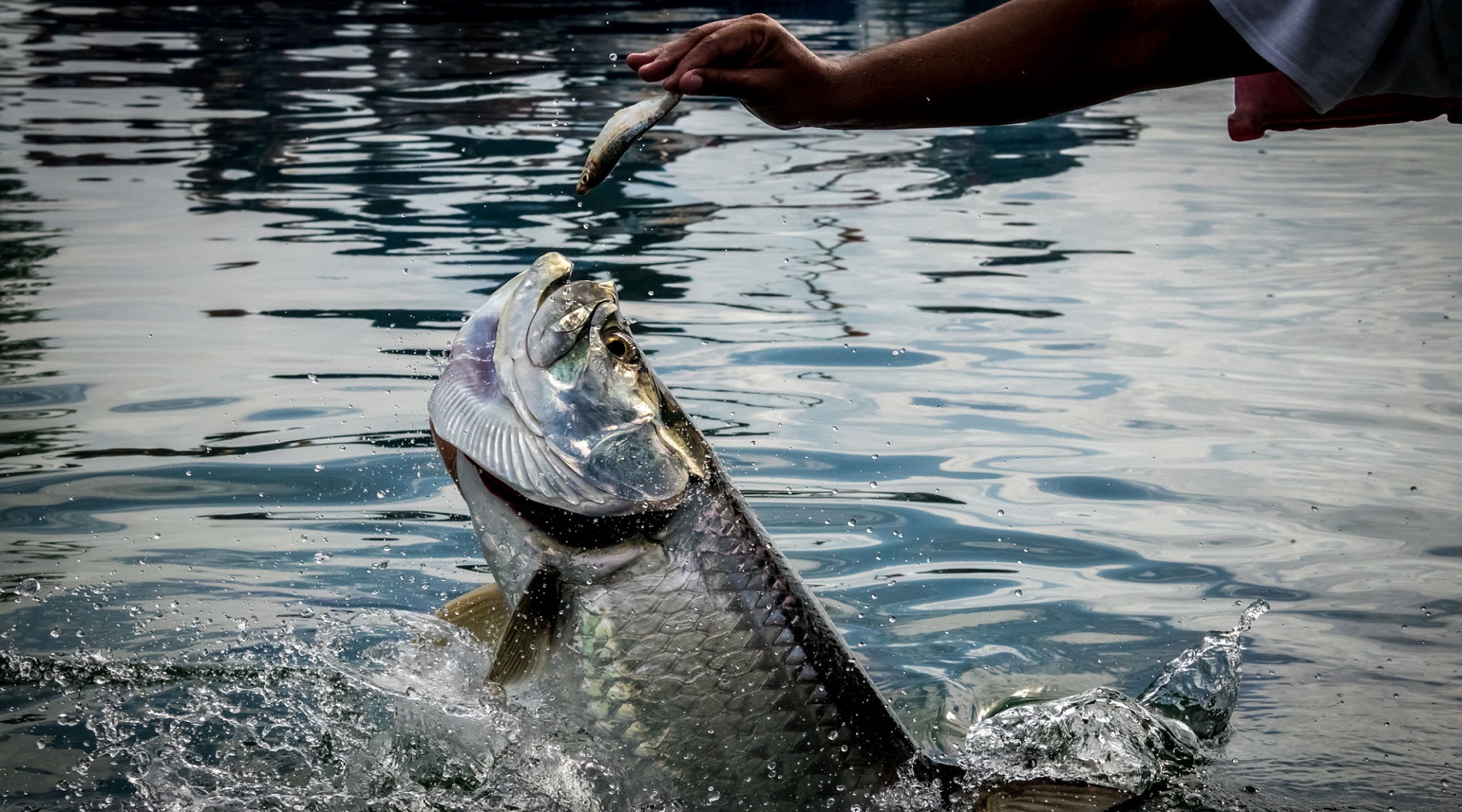 Tarpon Fishing Charters | Best Tarpon Fishing in Florida